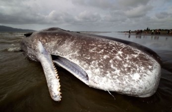 Wellington.Scoop » Bones and teeth from stranded Paraparaumu whale – a ...