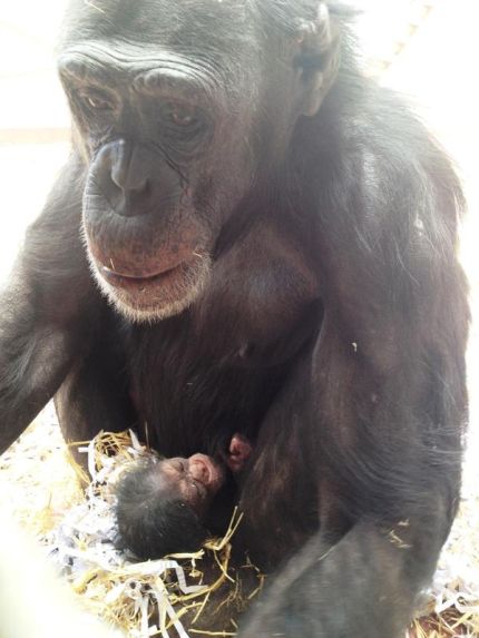 Wellington.Scoop » BABY PHOTOS: a chimpanzee is born at Wellington Zoo