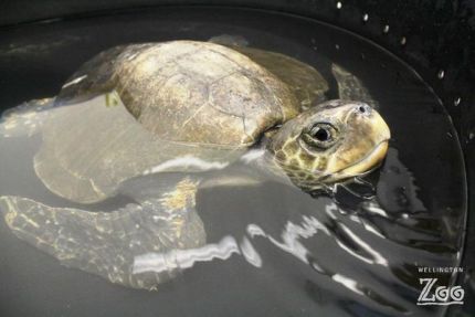 Wellington.Scoop » Sea turtle leaving zoo – new temporary home at Kelly ...