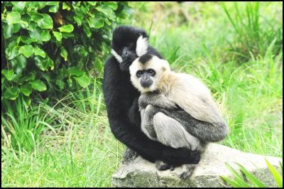 Wellington.Scoop » Zoo helping to save endangered gibbons from extinction