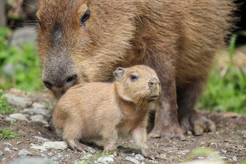 Wellington.Scoop » Good news for Pepe and Iapa: seven capybara babies ...