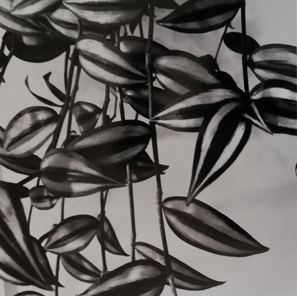 Wellington.Scoop » Peter Peryer exhibition at Suite