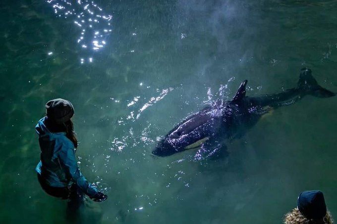 Wellington.Scoop » Vets couldn’t save him: stranded baby orca dies