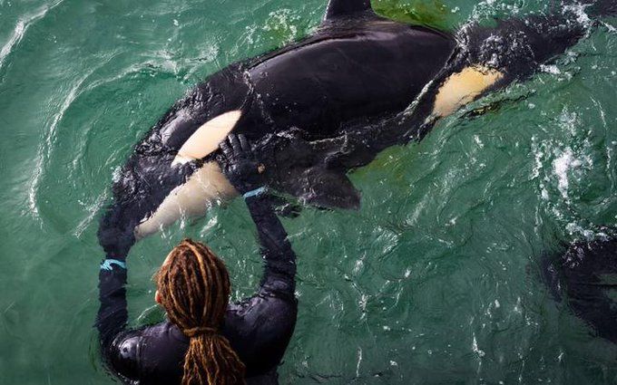 Wellington.Scoop » Another pod sighted – baby orca staying in temporary ...