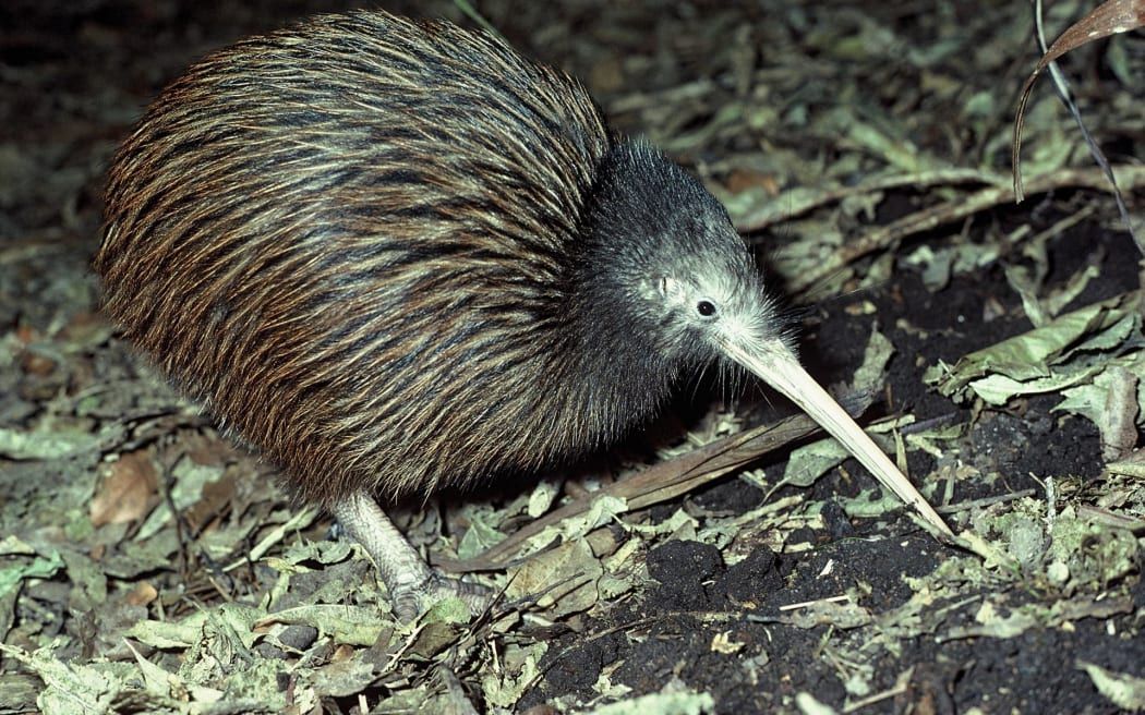 Wellington.Scoop » First wild kiwi egg laid in Wellington in over 100 years