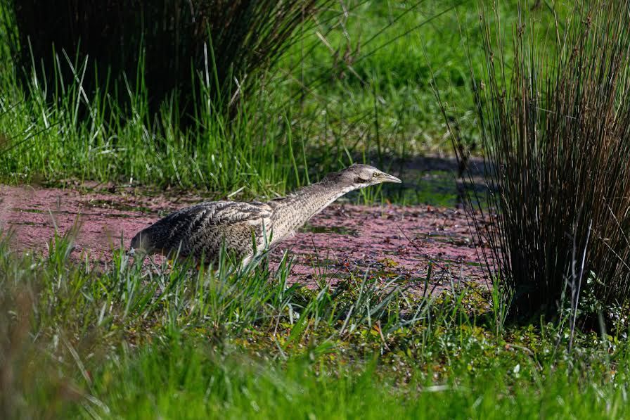 Wellington.Scoop » Rare native birds thriving in Wairarapa wetlands