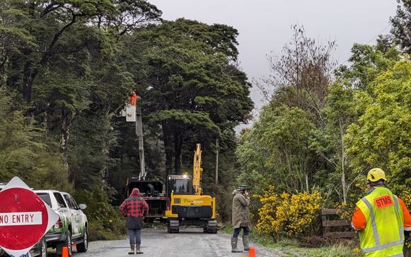 Wellington.Scoop » Upper Hutt cuts down 14 historic Black Beech trees