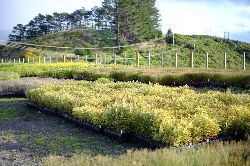 Wellington.Scoop » Plants from prison are re-greening regional parks