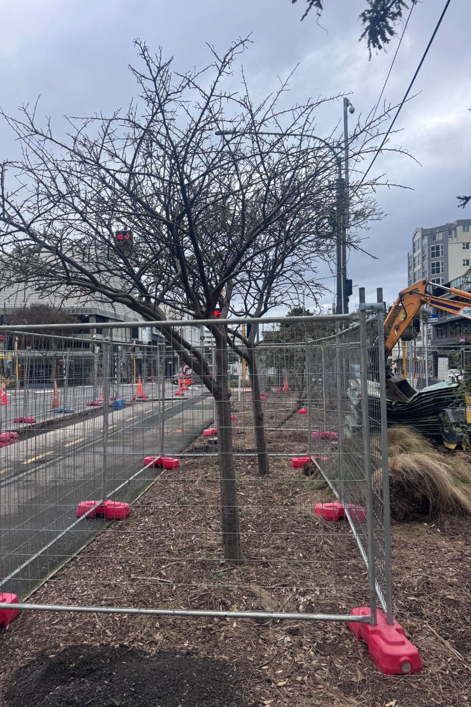 Wellington.Scoop » Saving the kowhai trees at the end of Courtenay Place